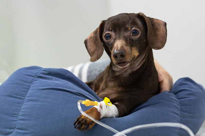 How Much Does Dog TPLO Surgery Cost 2025 