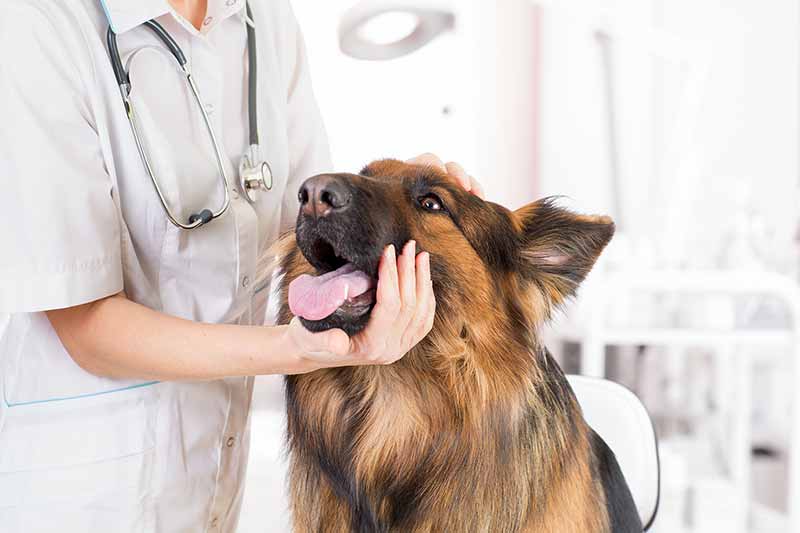 How Much Does Dog Surgery Cost? (2026)
